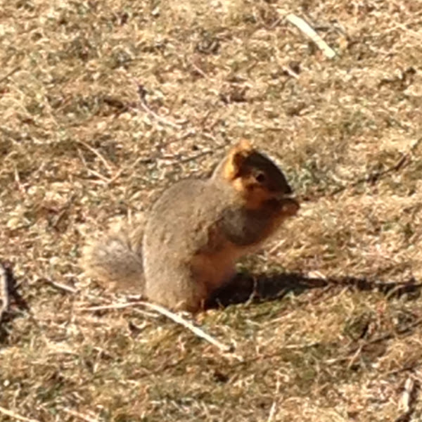 Eastern Fox Squirrel | Project Noah