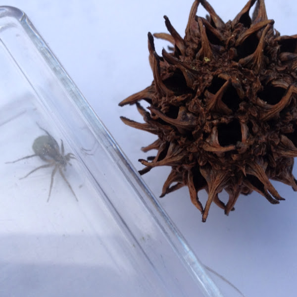 Grass Spider | Project Noah