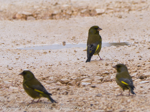 Greenfinch | Project Noah