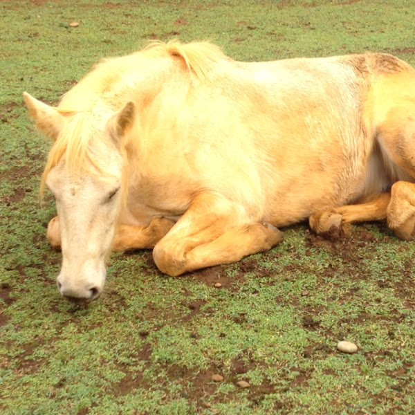 Horse | Project Noah