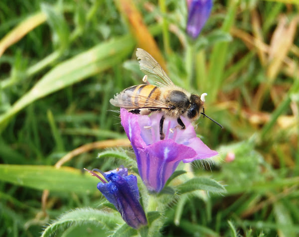 Western honey bee. Abeja europea | Project Noah