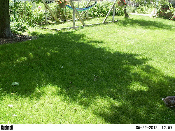 rabbit | Project Noah