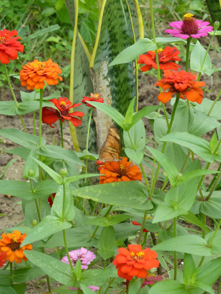 Julia Longwing | Project Noah