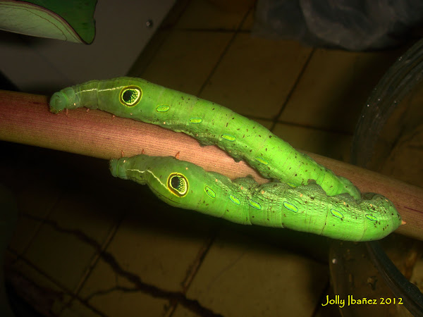 Green Hawk Moth | Project Noah