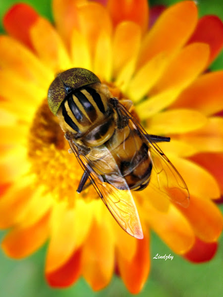 Native Drone Fly | Project Noah