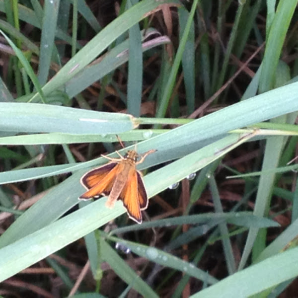 Least Skipper | Project Noah