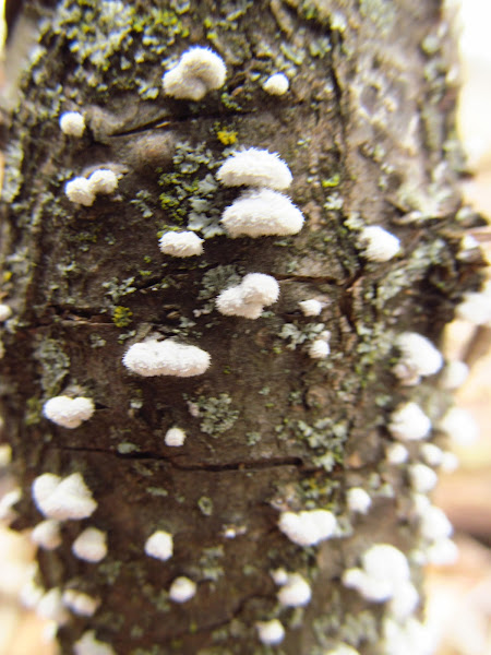 Split Gill | Project Noah