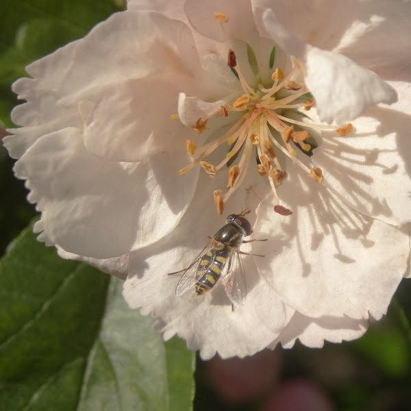 Yellow-shouldered Hover Fly | Project Noah