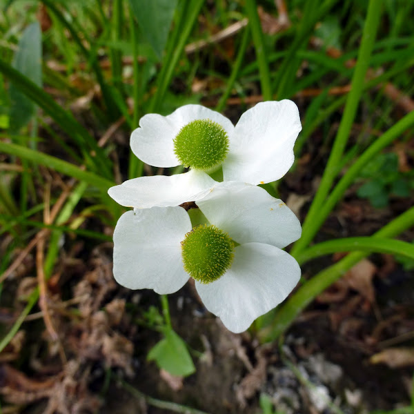 Broad-leaved arrowhead | Project Noah