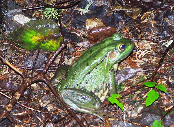 Green Frog | Project Noah