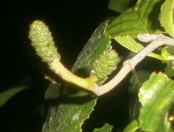 Beech? | Project Noah