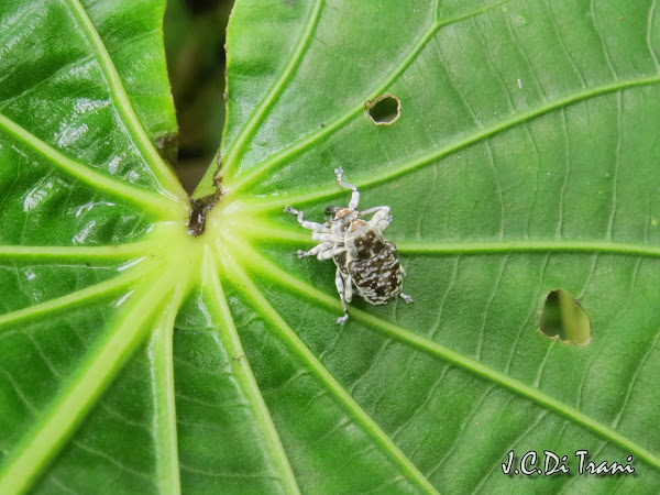 Mating Bird's drop Weevils | Project Noah