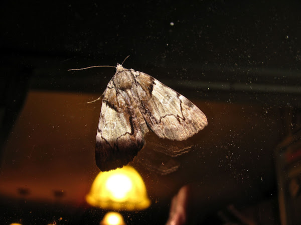 Wonderful Underwing | Project Noah