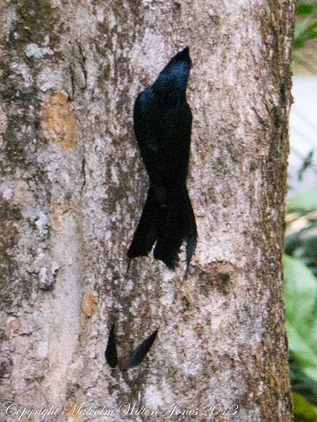 Racket-tailed Drongo | Project Noah