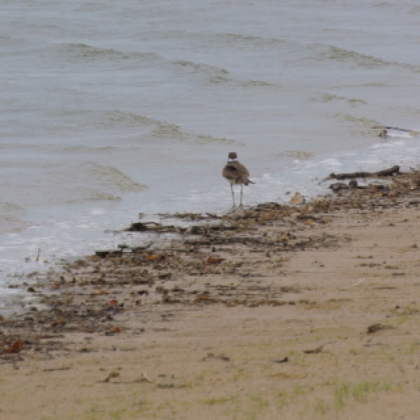 Killdeer | Project Noah