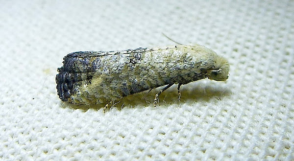 Bird Dropping Moth | Project Noah