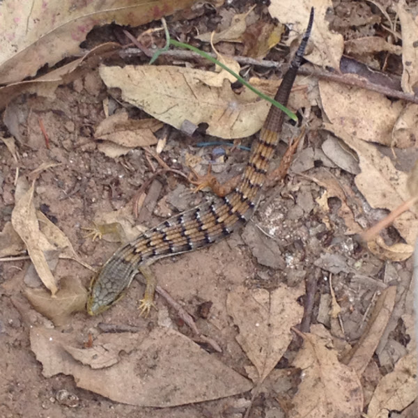 San Diego Alligator Lizard | Project Noah