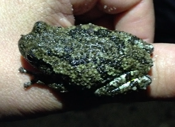Gray Treefrog | Project Noah
