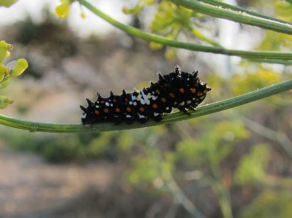 Anise Swallowtail 2nd instar larvae | Project Noah
