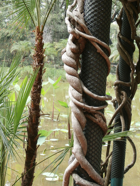 Evergreen Wisteria, Leatherleaf Millettia, 老荊藤 | Project Noah