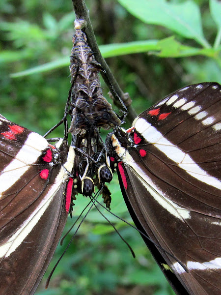 Zebra Longwing chrysalis | Project Noah