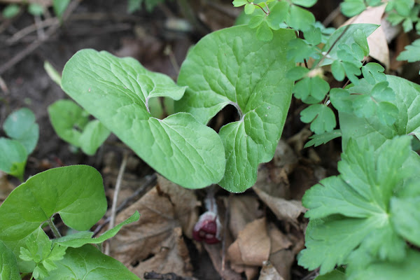 Canadian wild ginger | Project Noah