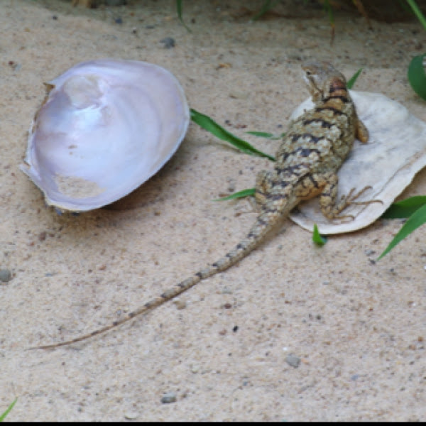 Texas Spiny Lizard | Project Noah