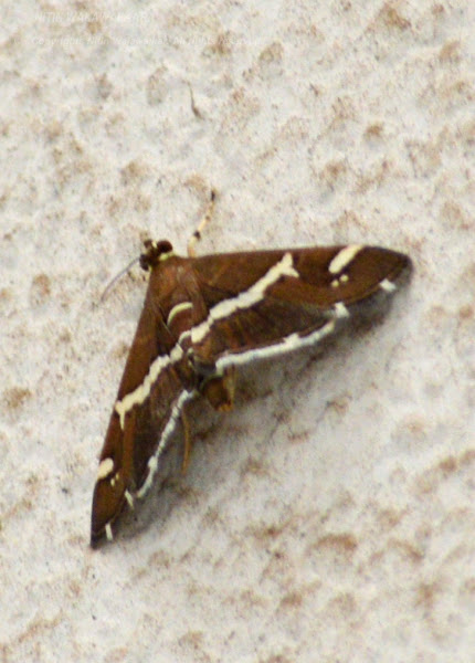 Beet Webworm | Project Noah