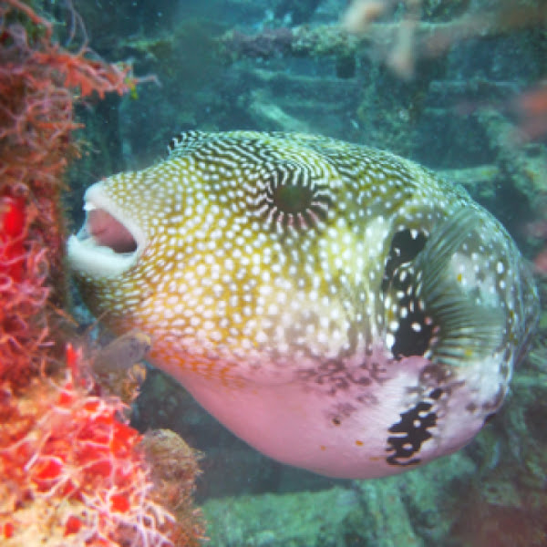 Pufferfish | Project Noah