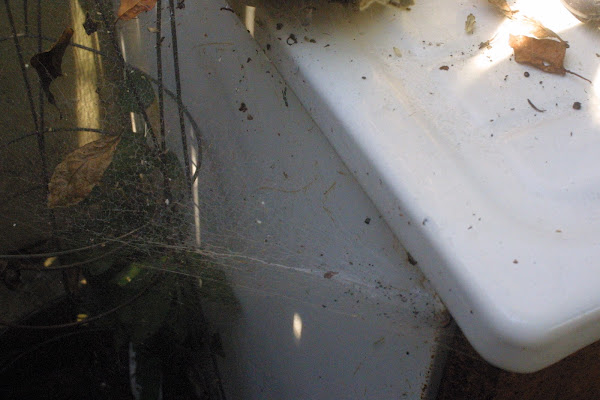 Grass Spider, female | Project Noah