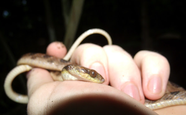 Northern Cat-eyed Snake | Project Noah