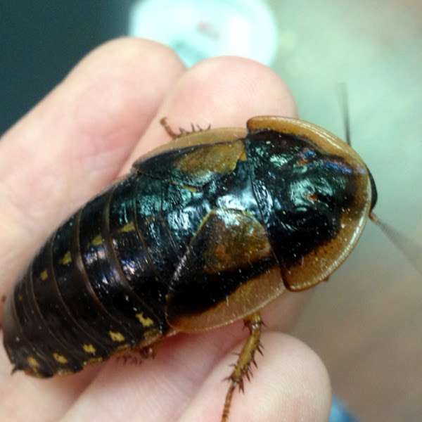 Dubia roach | Project Noah