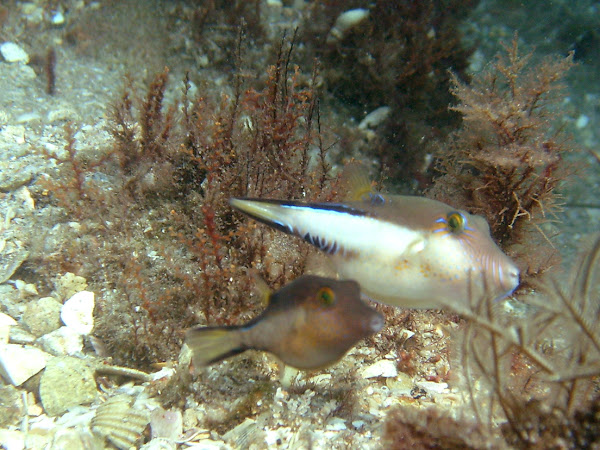 Sharpnose Puffer | Project Noah