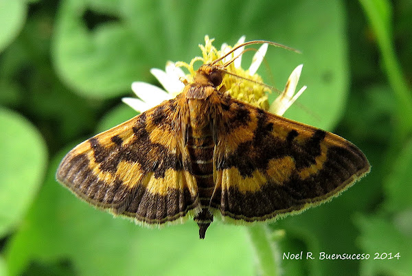 Bean Leafroller Moth | Project Noah