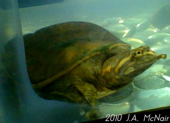 Spiny Softshell Turtle | Project Noah