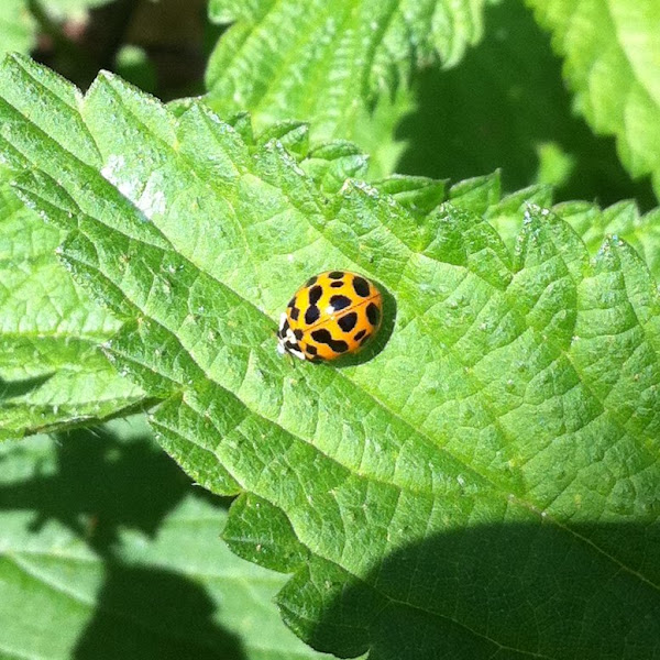 Multicolored asian ladybug | Project Noah