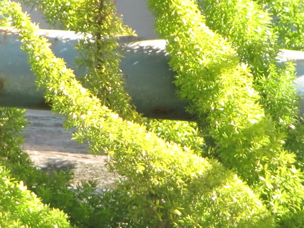 Foxtail Fern | Project Noah