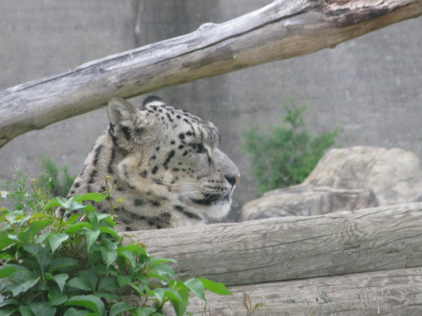 Snow Leopard | Project Noah