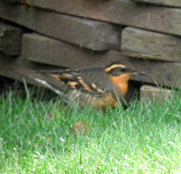 Varied Thrush | Project Noah