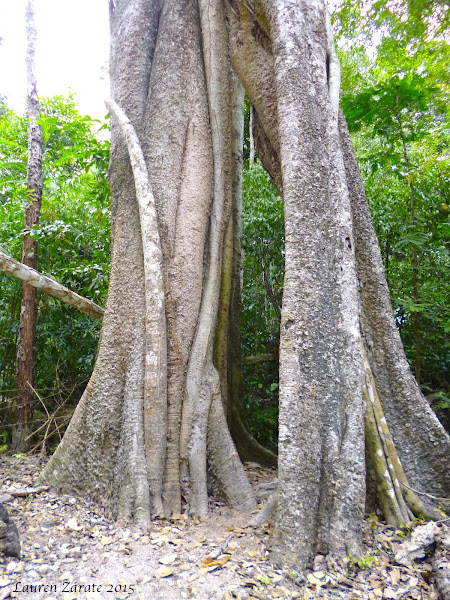 Strangler Fig | Project Noah