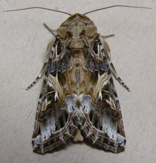 Yellow-striped Armyworm Moth | Project Noah