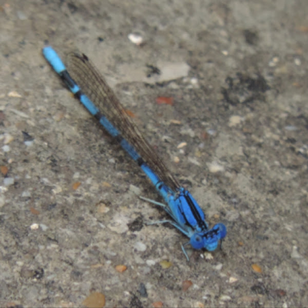 Aztec Dancer | Project Noah
