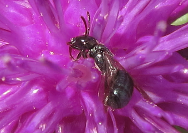 Small Carpenter Bee | Project Noah