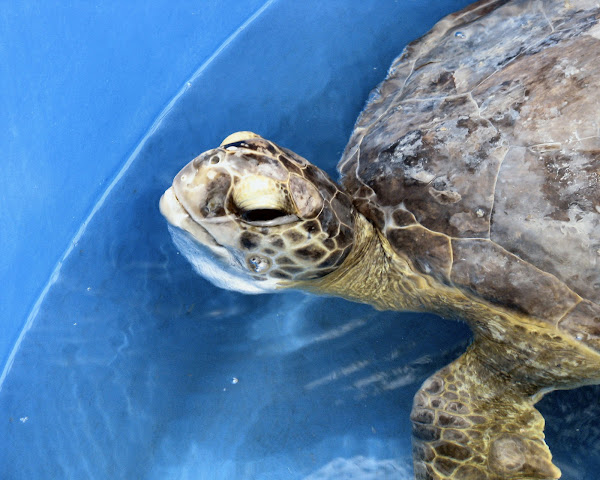 Loggerhead Sea Turtle | Project Noah