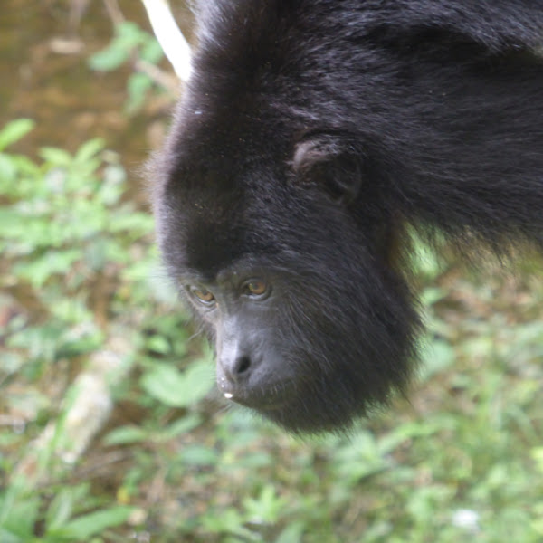 Howler monkey | Project Noah
