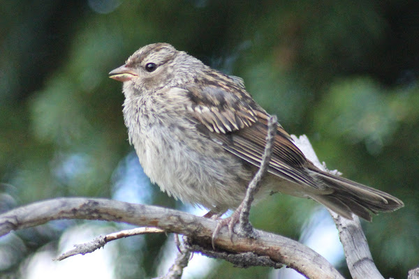 White-crowned Sparrow | Project Noah