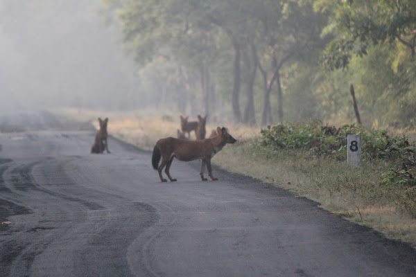 Indian Wild Dog(Dhole) | Project Noah