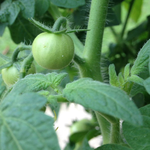 Tomato | Project Noah