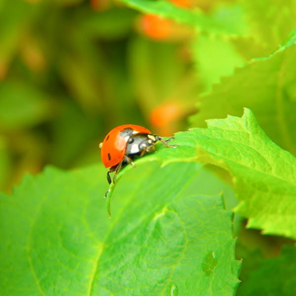 6-spotted Ladybug | Project Noah