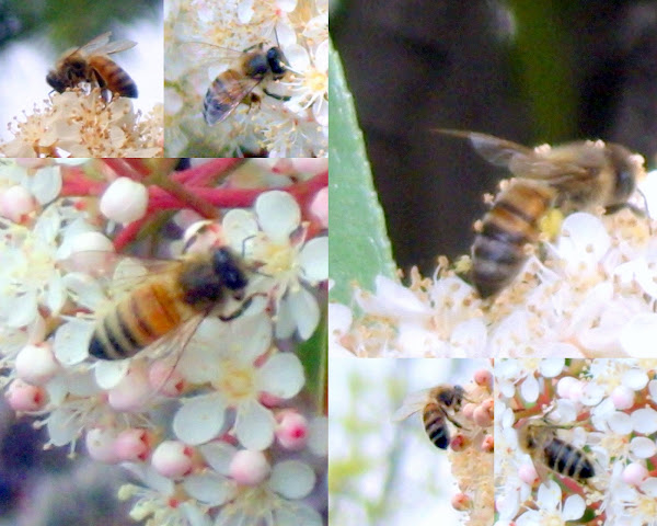 Western Honey Bee | Project Noah